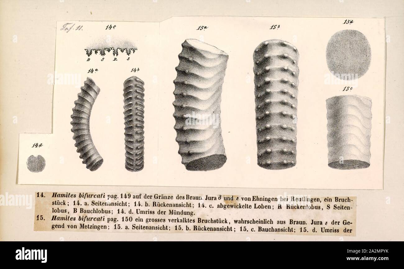 Hamites bifurcati hi-res stock photography and images - Alamy