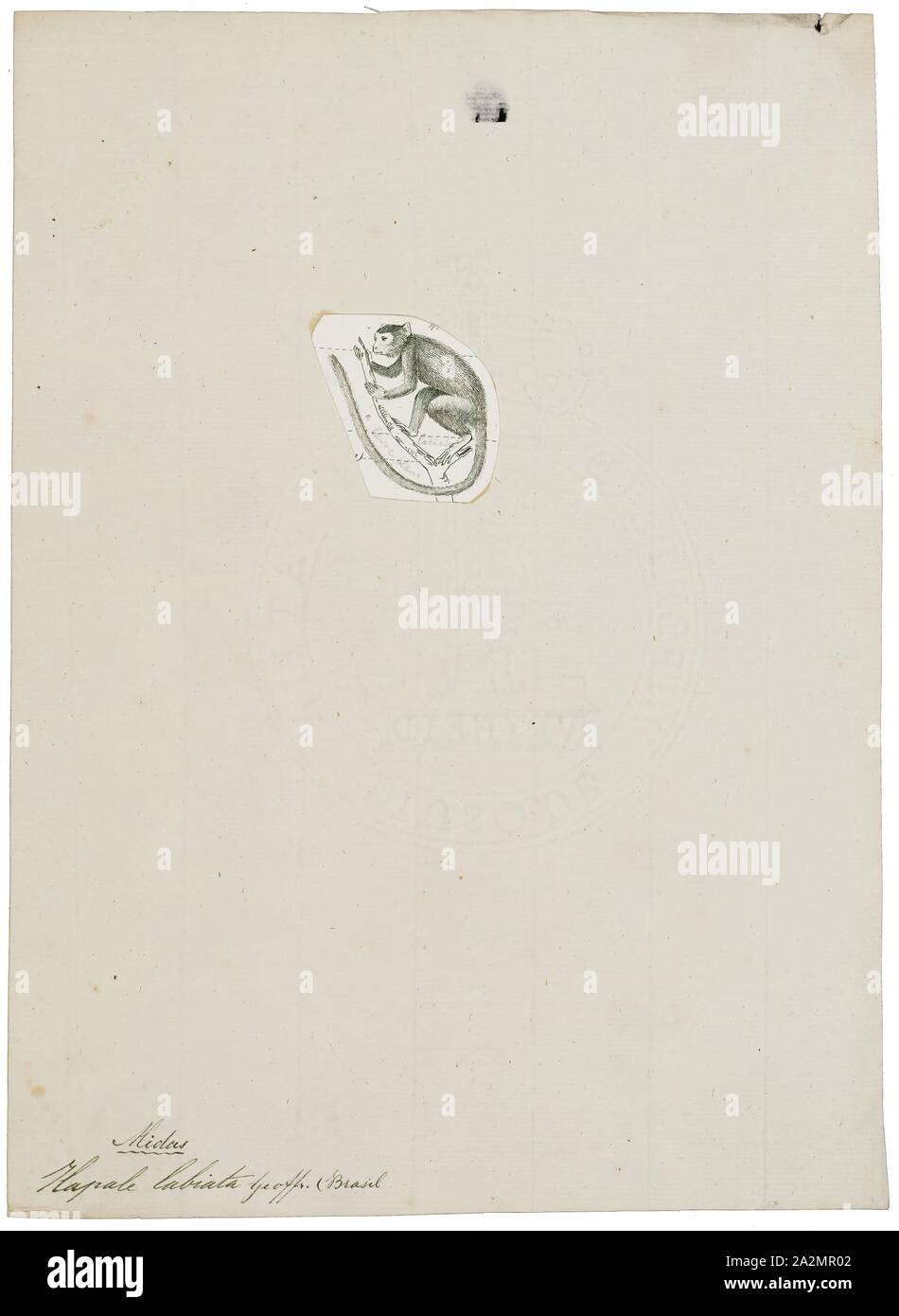 Labiata hi-res stock photography and images - Alamy