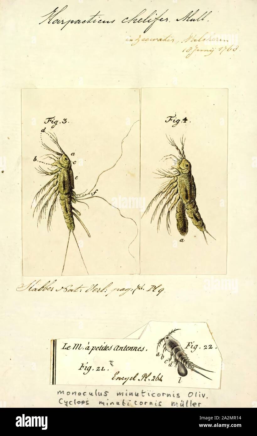 Chelifer hi-res stock photography and images - Alamy