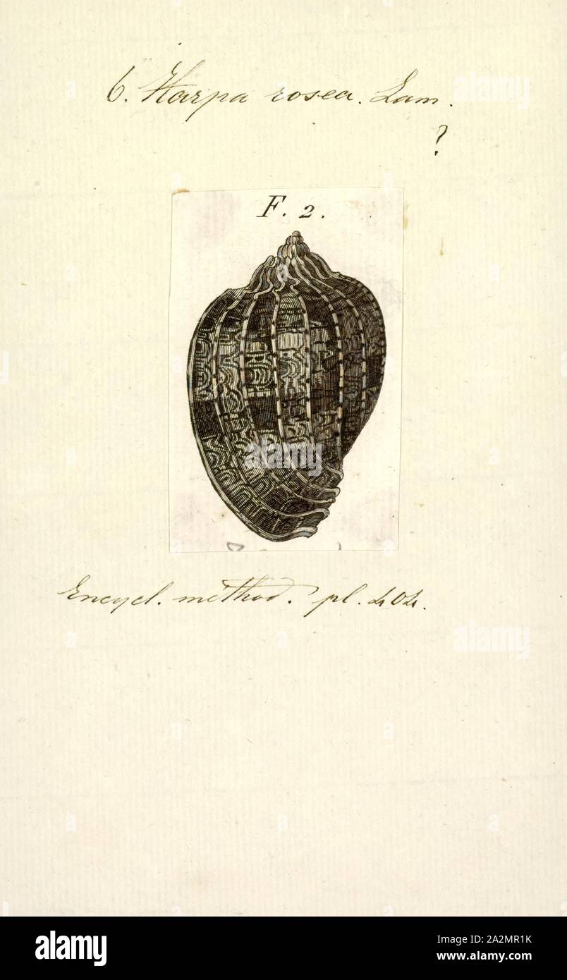 Harpa rosea, Print, Harpa doris, common name the rose harp, is a ...