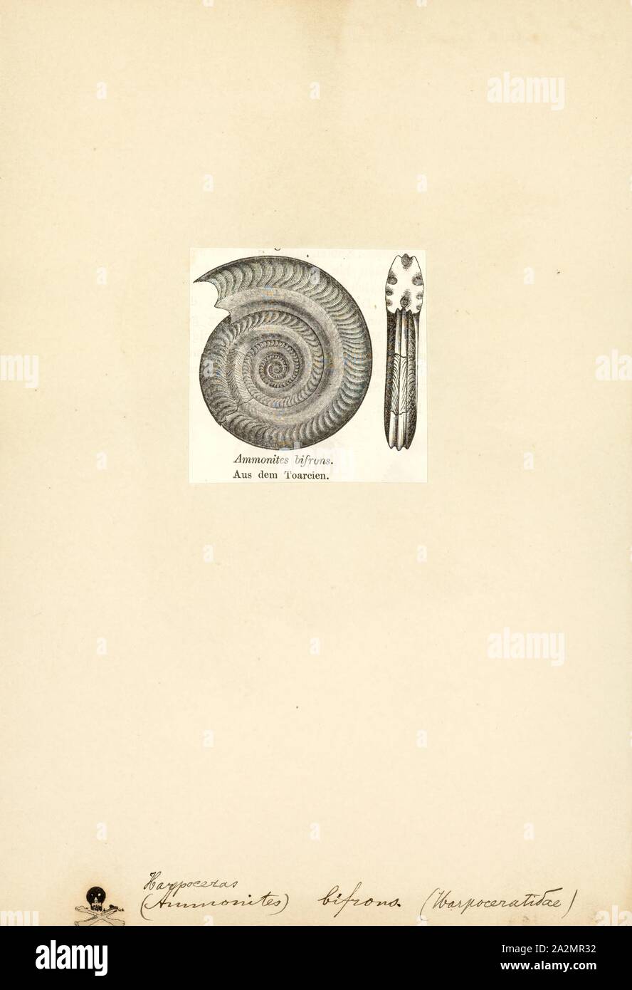 Toarcian age hi-res stock photography and images - Alamy