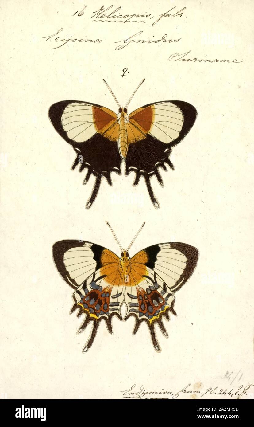 Helicopis, Print, Helicopis is a Neotropical genus of butterflies of ...