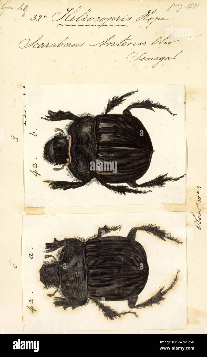 Héliocopris hi-res stock photography and images - Alamy