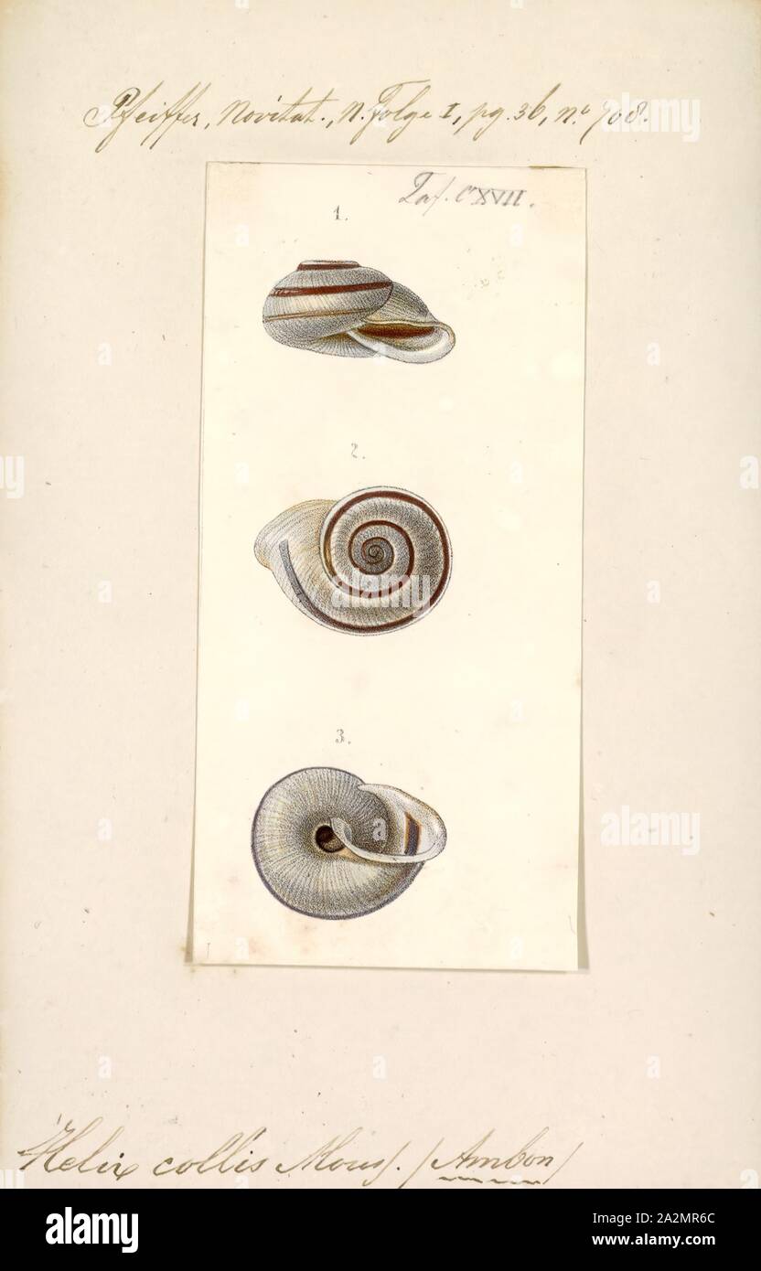 Helix collis, Print Stock Photo - Alamy