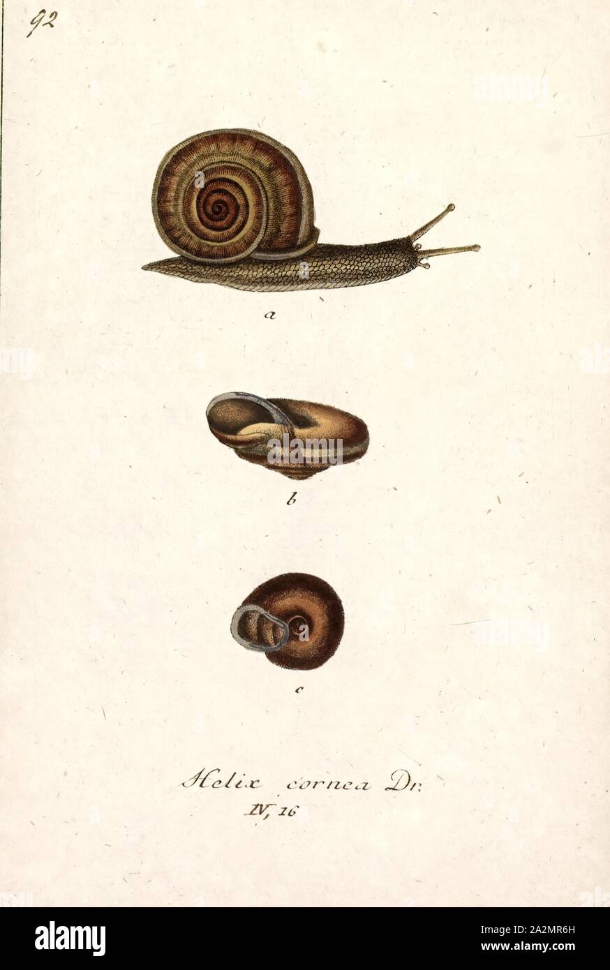 Helix cornea, Print Stock Photo - Alamy