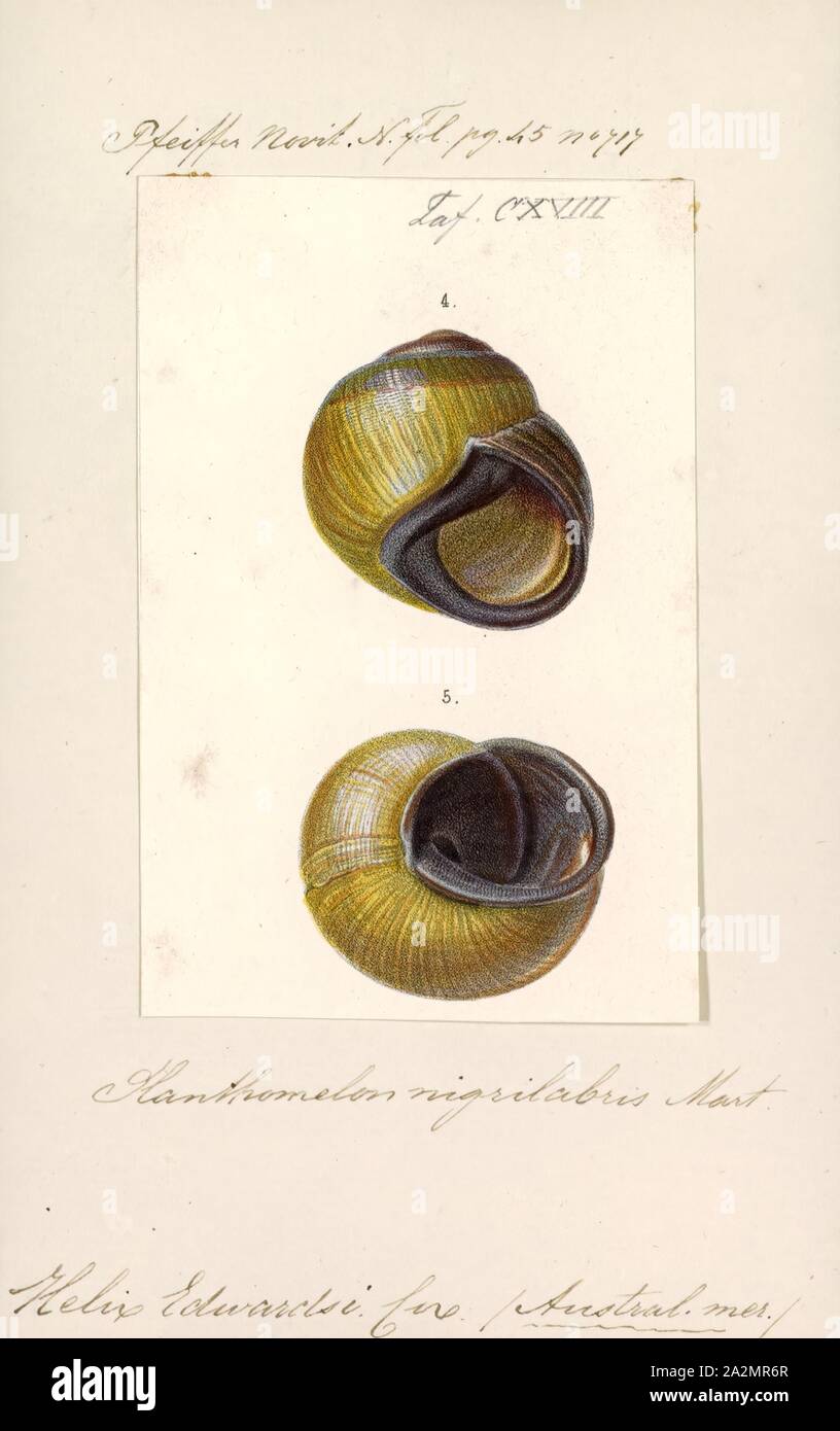 Helix edwardsi, Print Stock Photo - Alamy