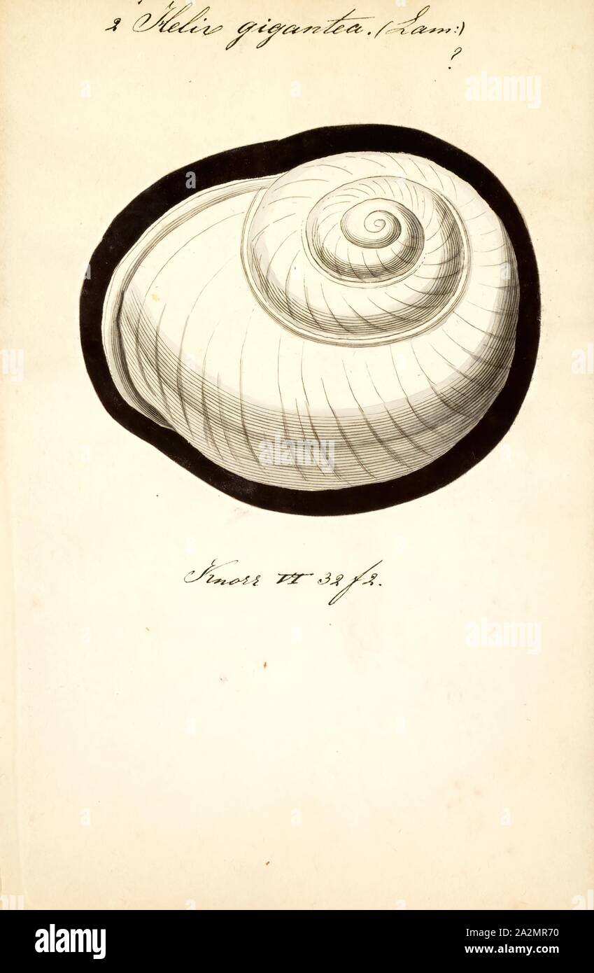 Helix gigantea, Print Stock Photo - Alamy