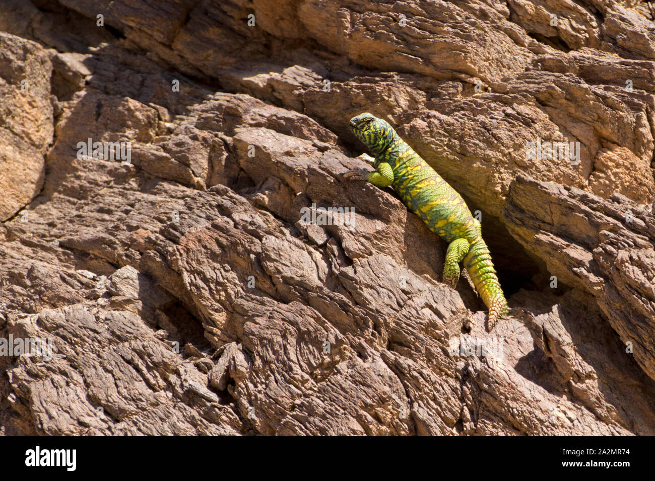 male of Uromastyx ornata- ornate mastigure Ornate Mastigure - Uromastyx ...