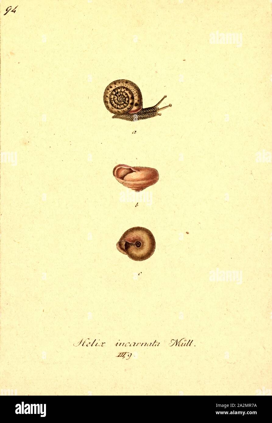 Helix incarnata, Print Stock Photo - Alamy