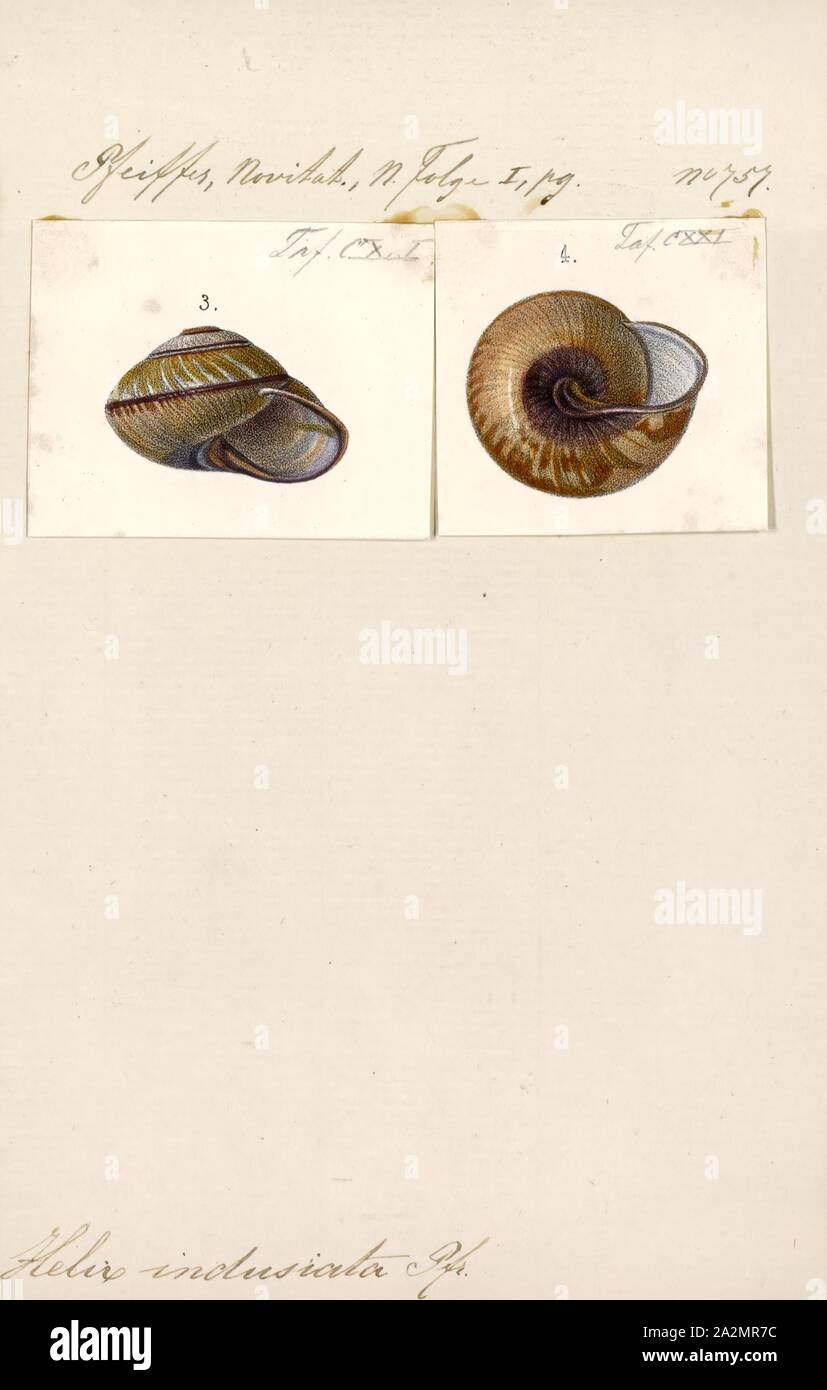 Helix indusiata, Print Stock Photo - Alamy