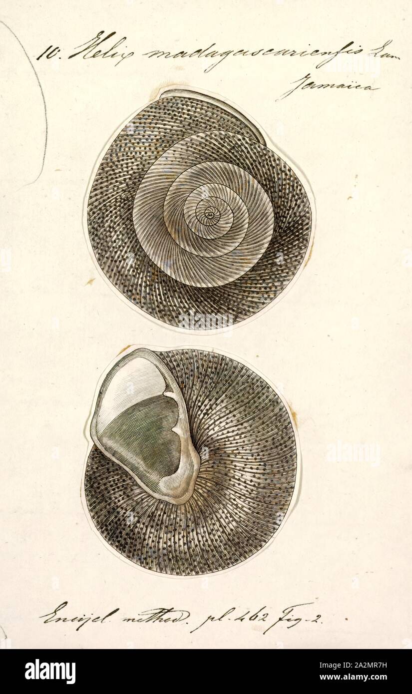 Helix madagascariensis, Print Stock Photo - Alamy