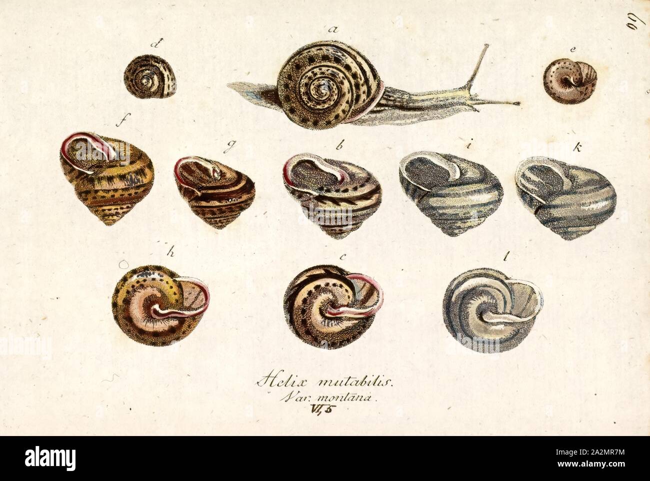 Mutabilis hi-res stock photography and images - Alamy