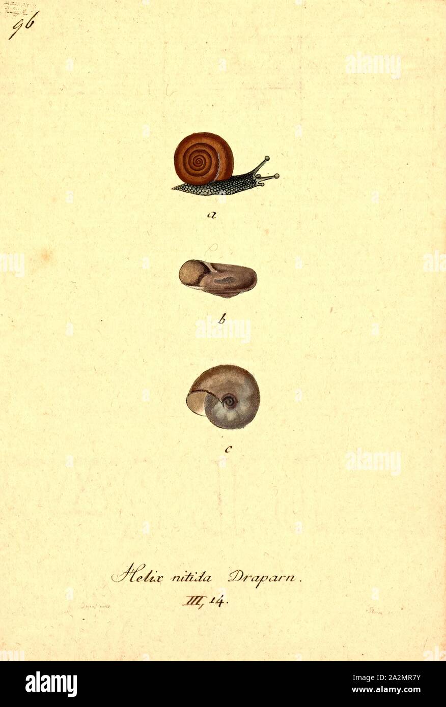 Helix nitida hi-res stock photography and images - Alamy