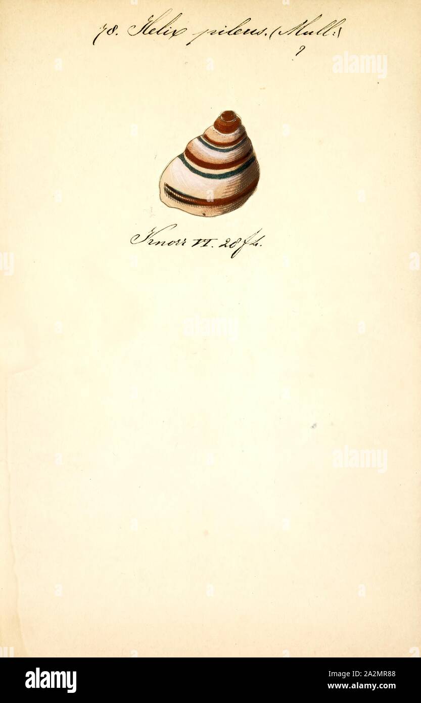 Helix pileus, Print Stock Photo - Alamy