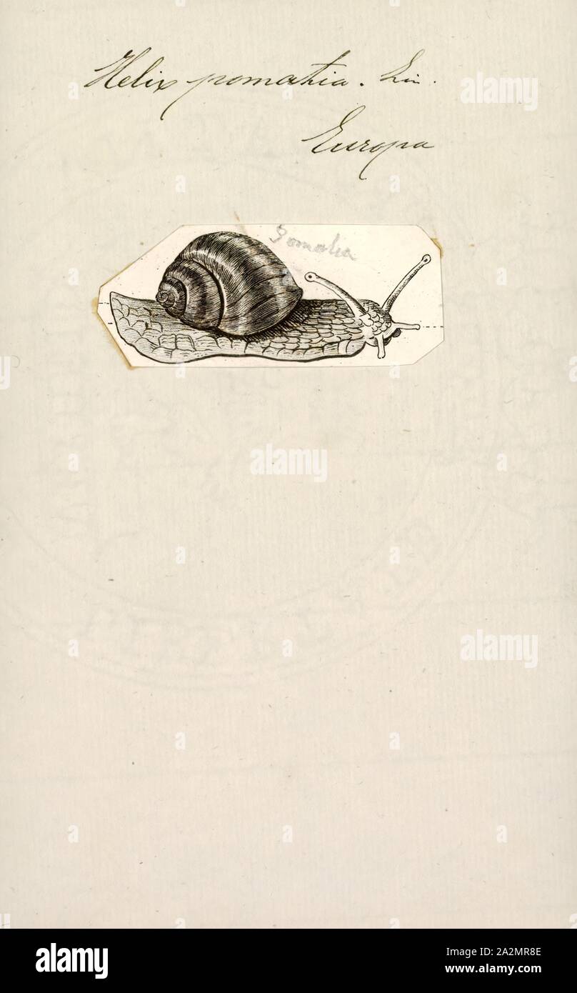 French name escargot hi-res stock photography and images - Alamy