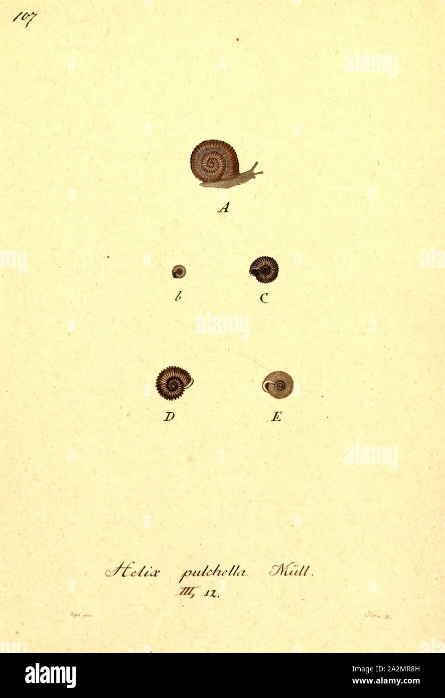 Helix pulchella, Print Stock Photo - Alamy