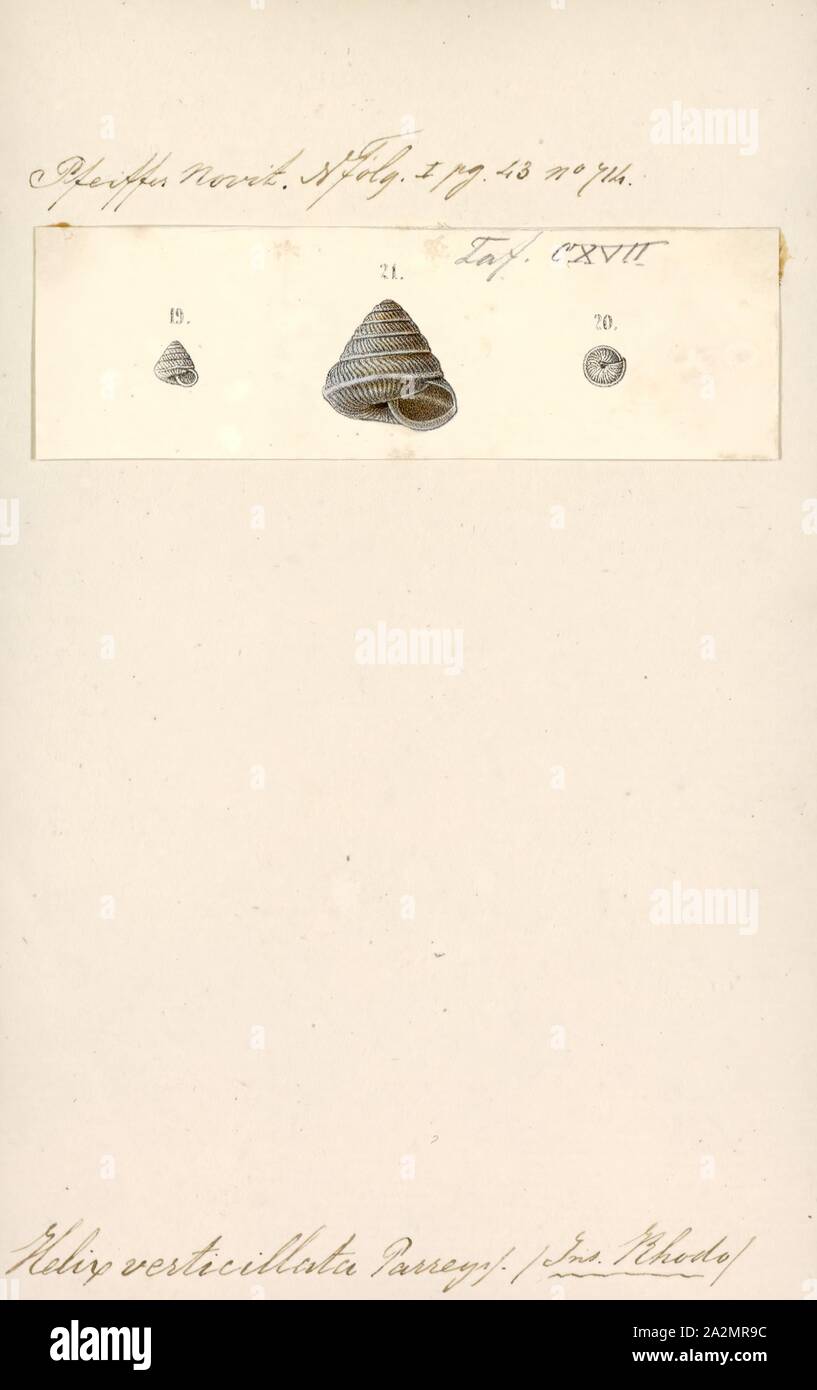 Helix verticillata, Print Stock Photo - Alamy