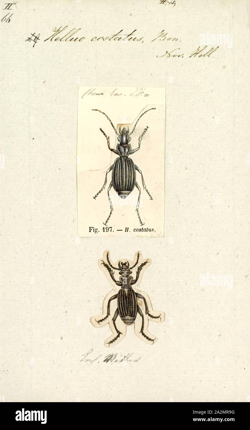 Helluo, Print, Helluo is a genus of beetles in the family Carabidae ...