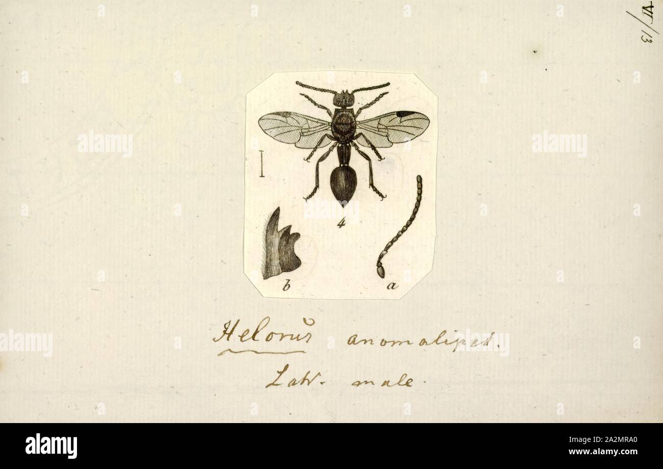 Helorus hi-res stock photography and images - Alamy