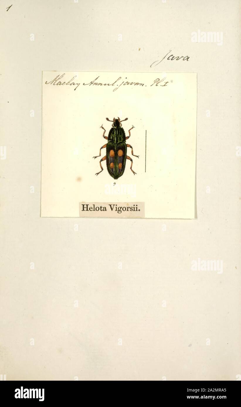 Helota hi-res stock photography and images - Alamy