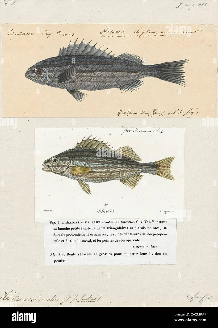 Helotes hi-res stock photography and images - Alamy