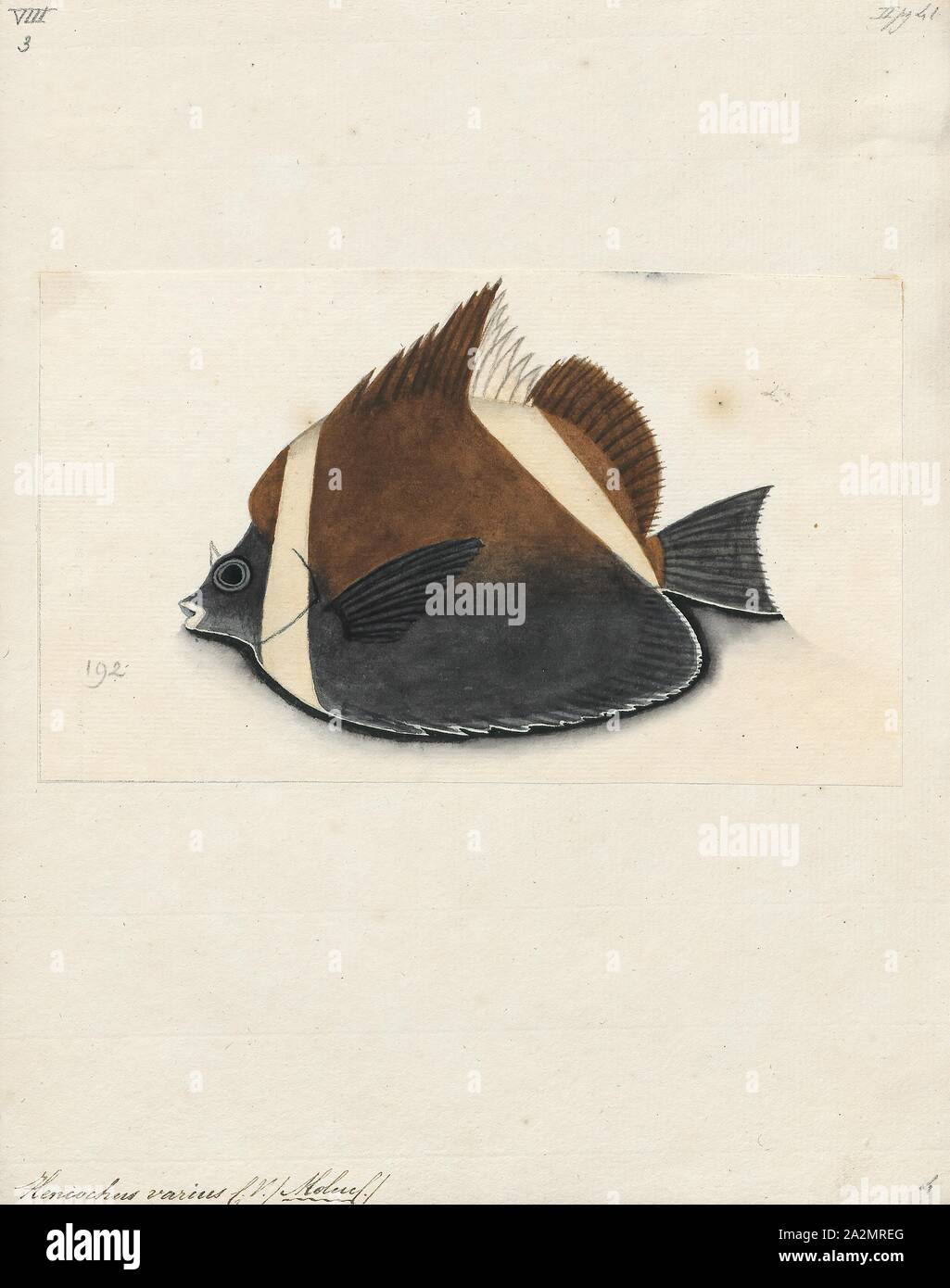 Horned bannerfish hi-res stock photography and images - Alamy