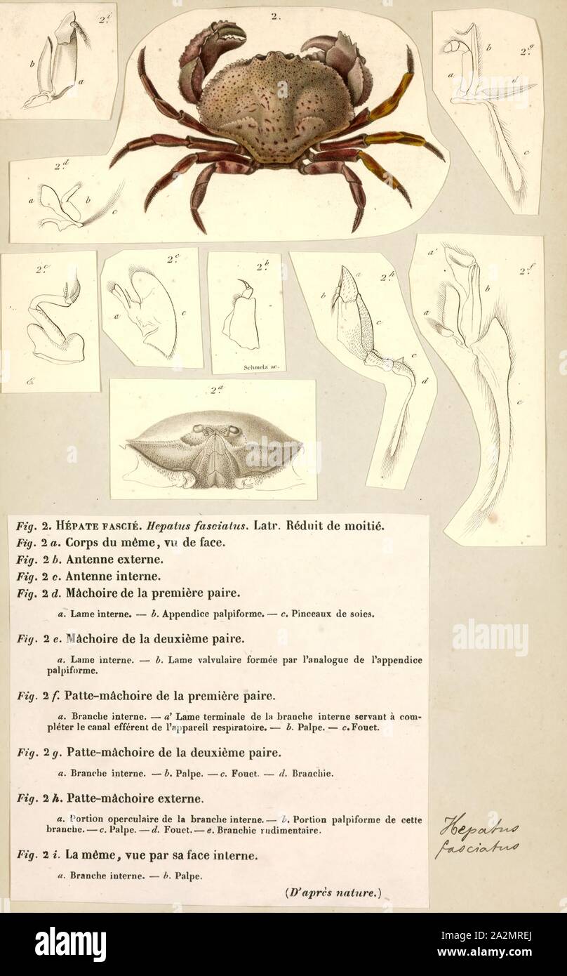 Fasciatus hi-res stock photography and images - Alamy