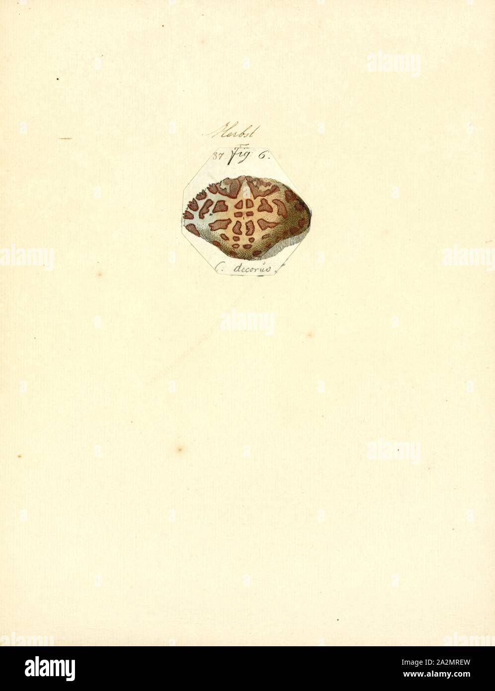 Hepatus spec., Print, Hepatus is a genus of crabs in the family ...