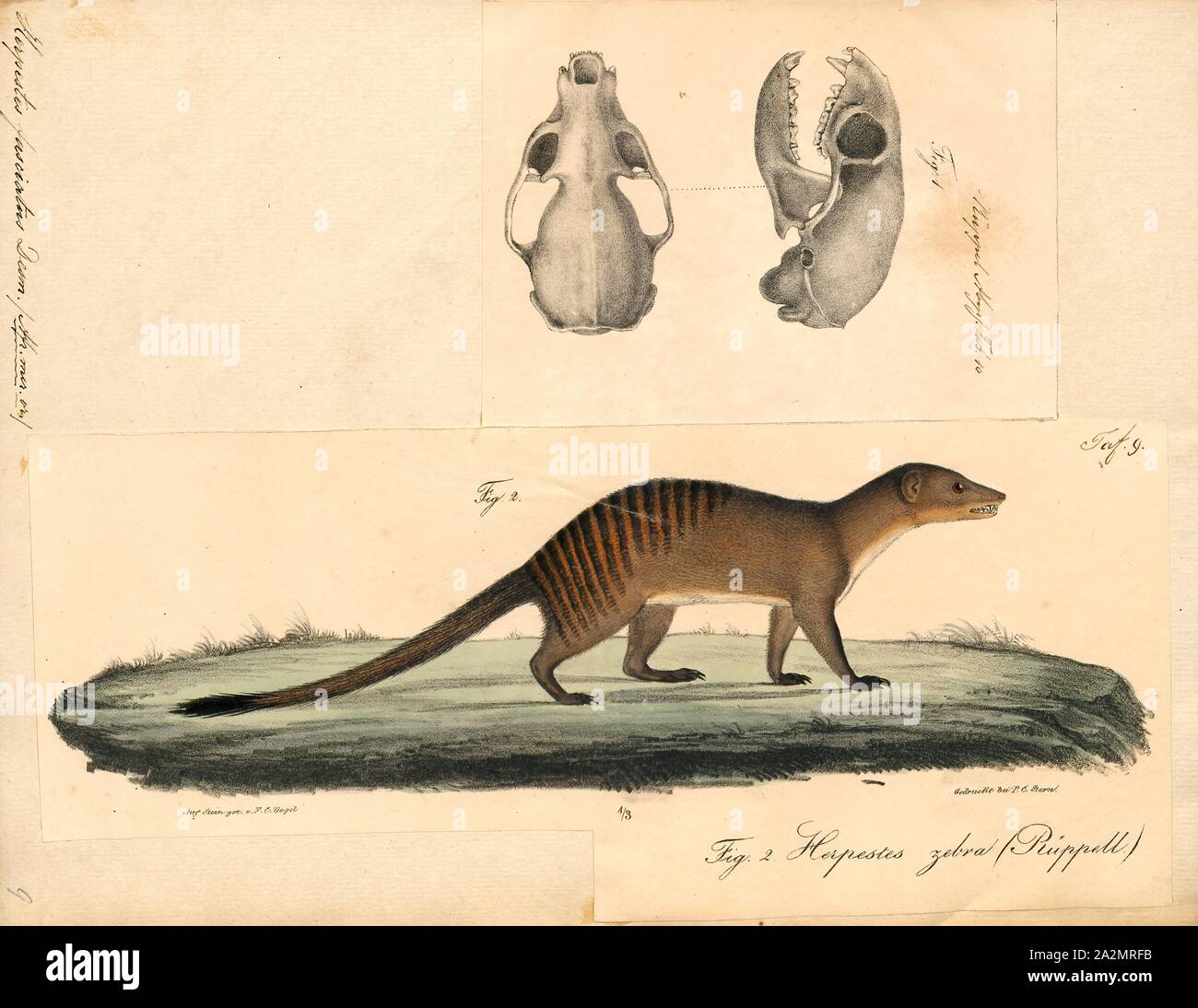Herpestes fasciatus, Print, Herpestes is a genus of the mongoose family ...