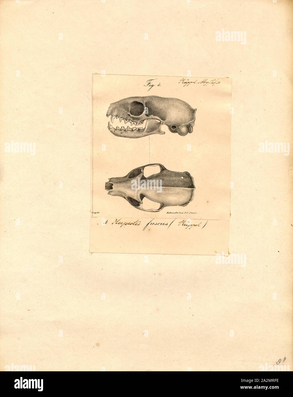 Indian Brown Mongoose High Resolution Stock Photography and Images - Alamy