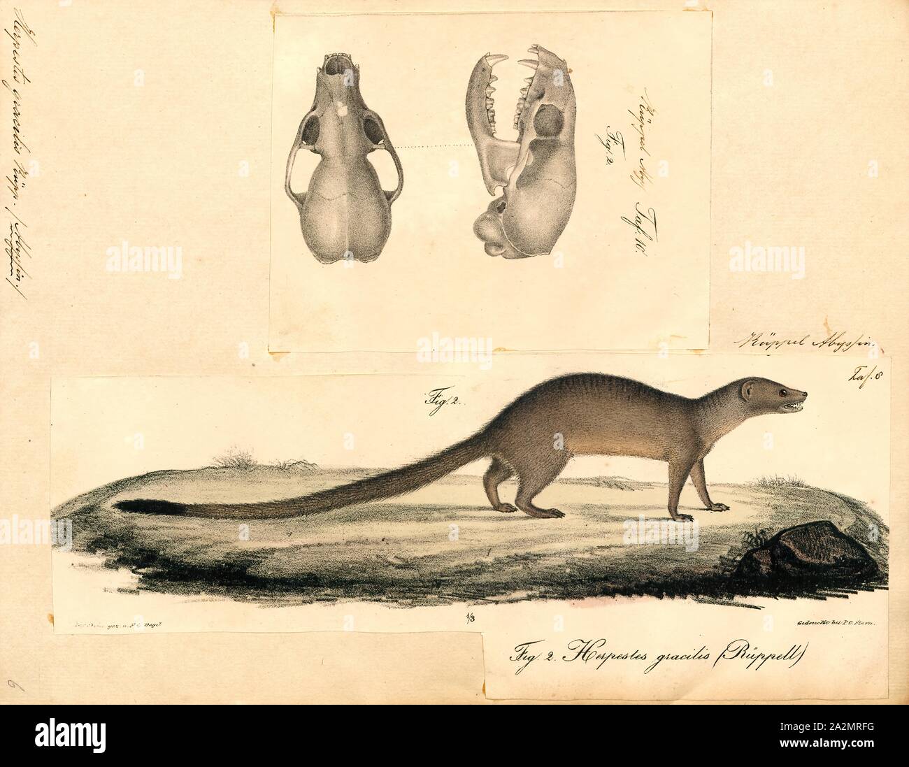 Herpestes gracilis, Print, Herpestes is a genus of the mongoose family ...