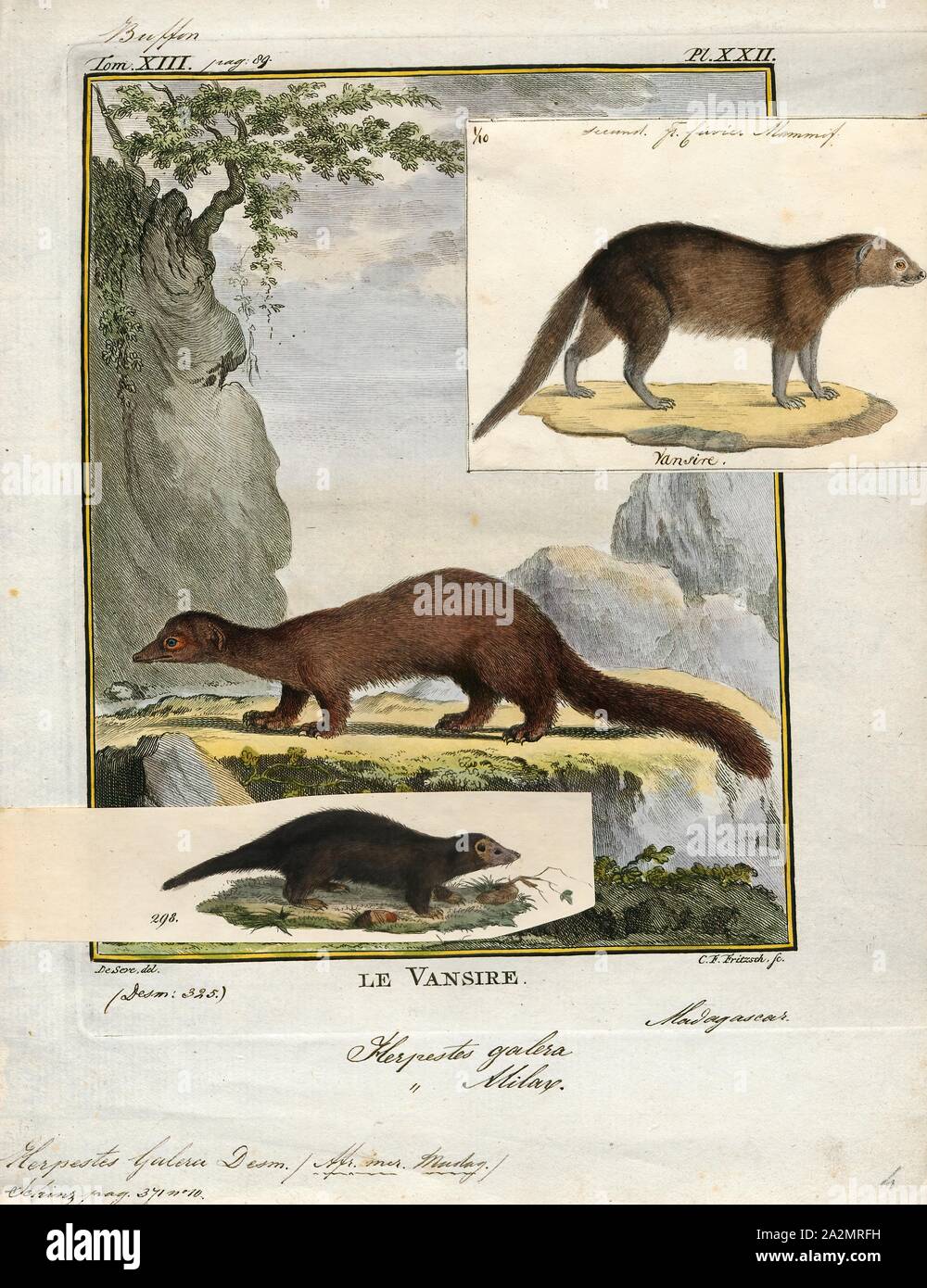 Herpestes galera, Print, Herpestes is a genus of the mongoose family ...