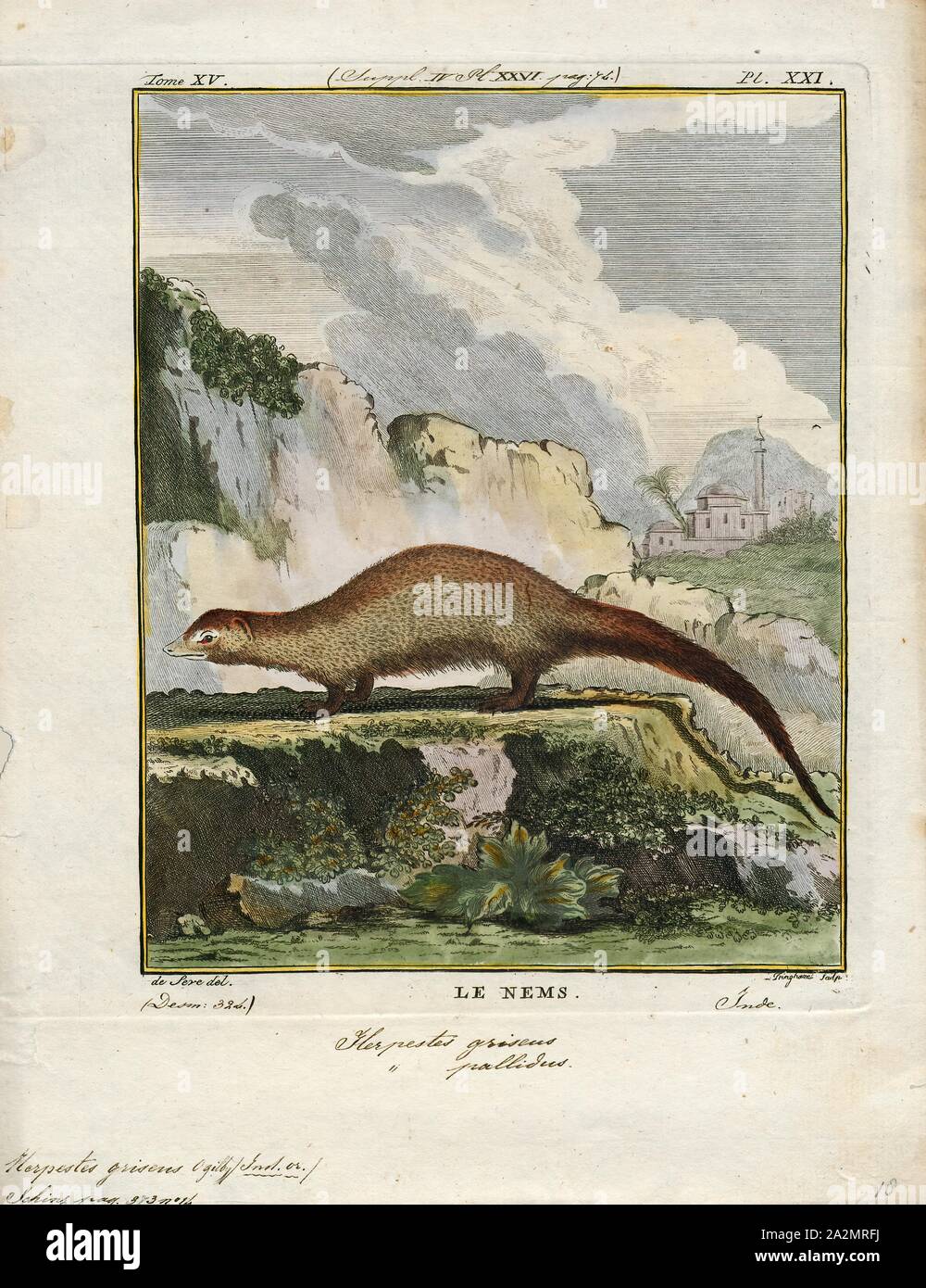 Herpestes griseus, Print, Herpestes is a genus of the mongoose family ...