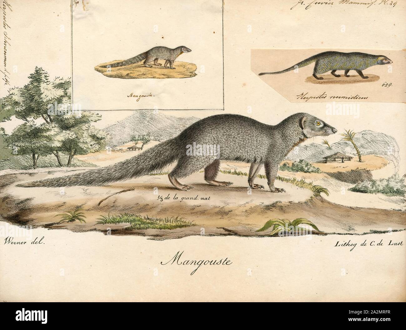 Herpestes ichneumon, Print, The Egyptian mongoose (Herpestes ichneumon ...