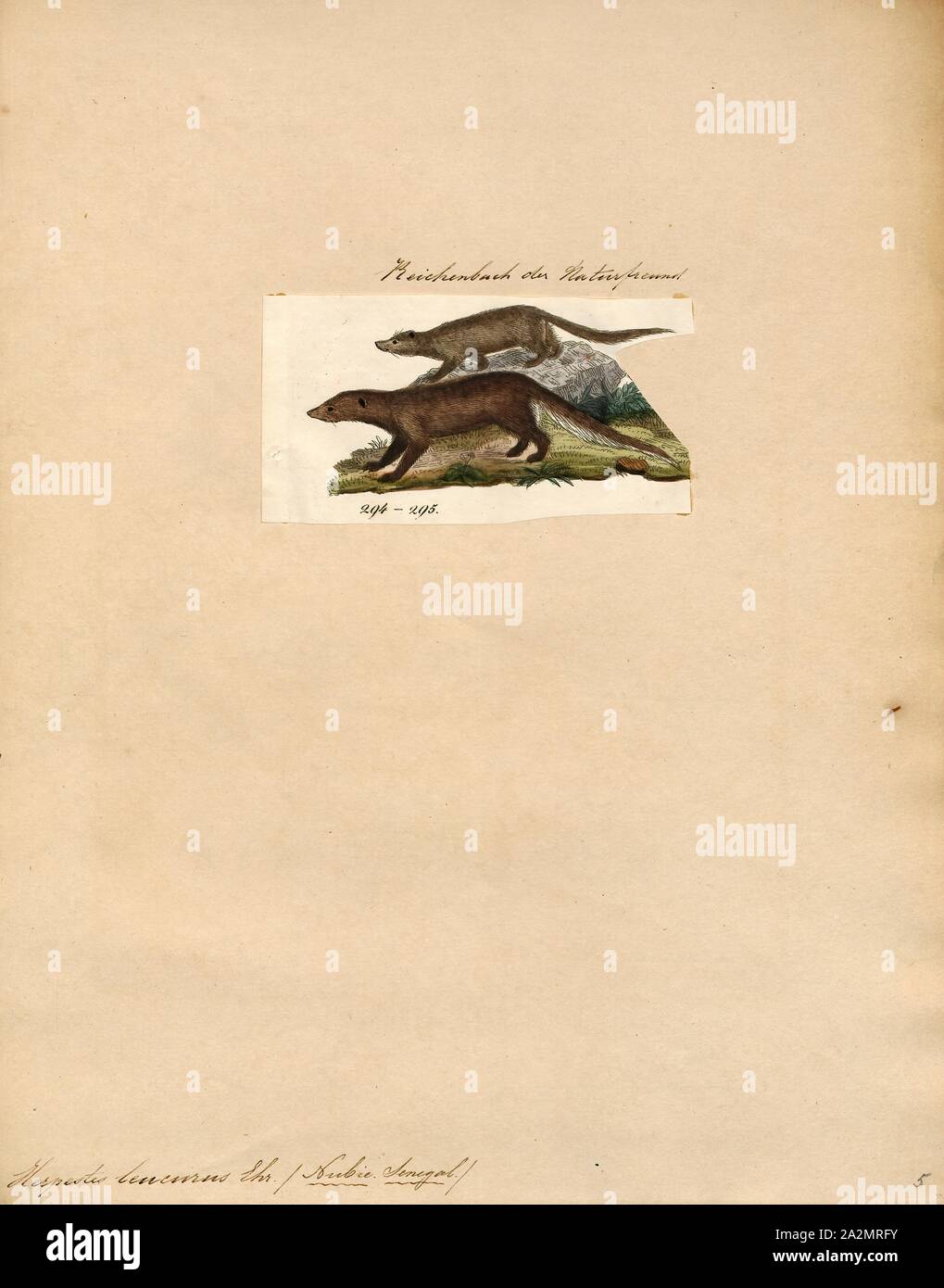 Herpestes leucurus hi-res stock photography and images - Alamy