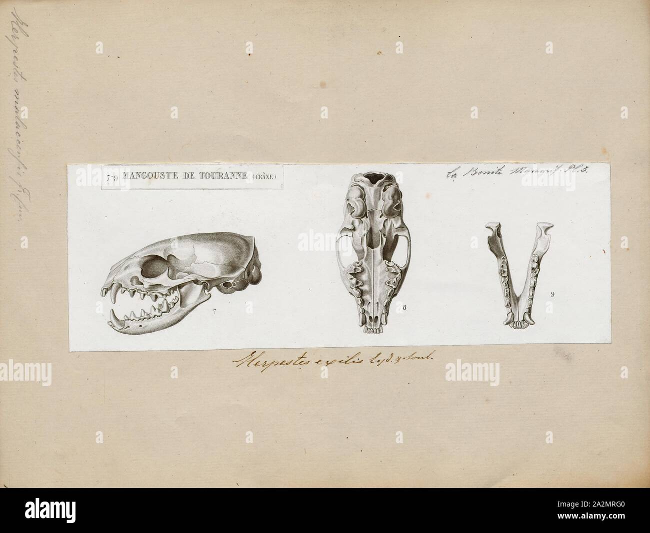 Herpestes malaccensis, Print, Herpestes is a genus of the mongoose ...