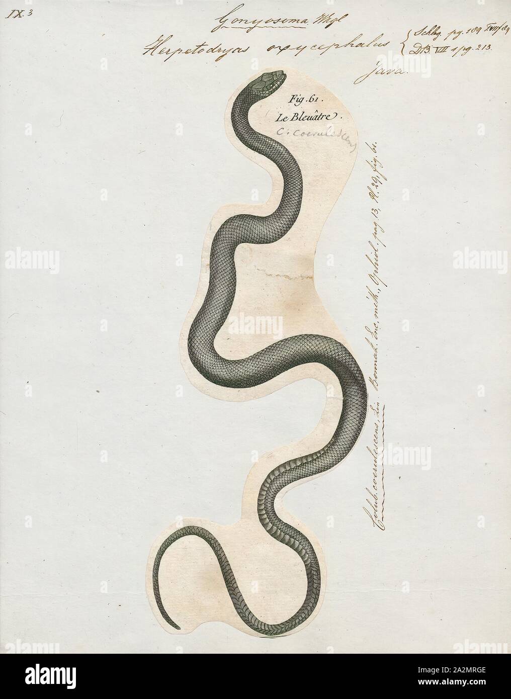 Herpetodryas oxycephalus hi-res stock photography and images - Alamy