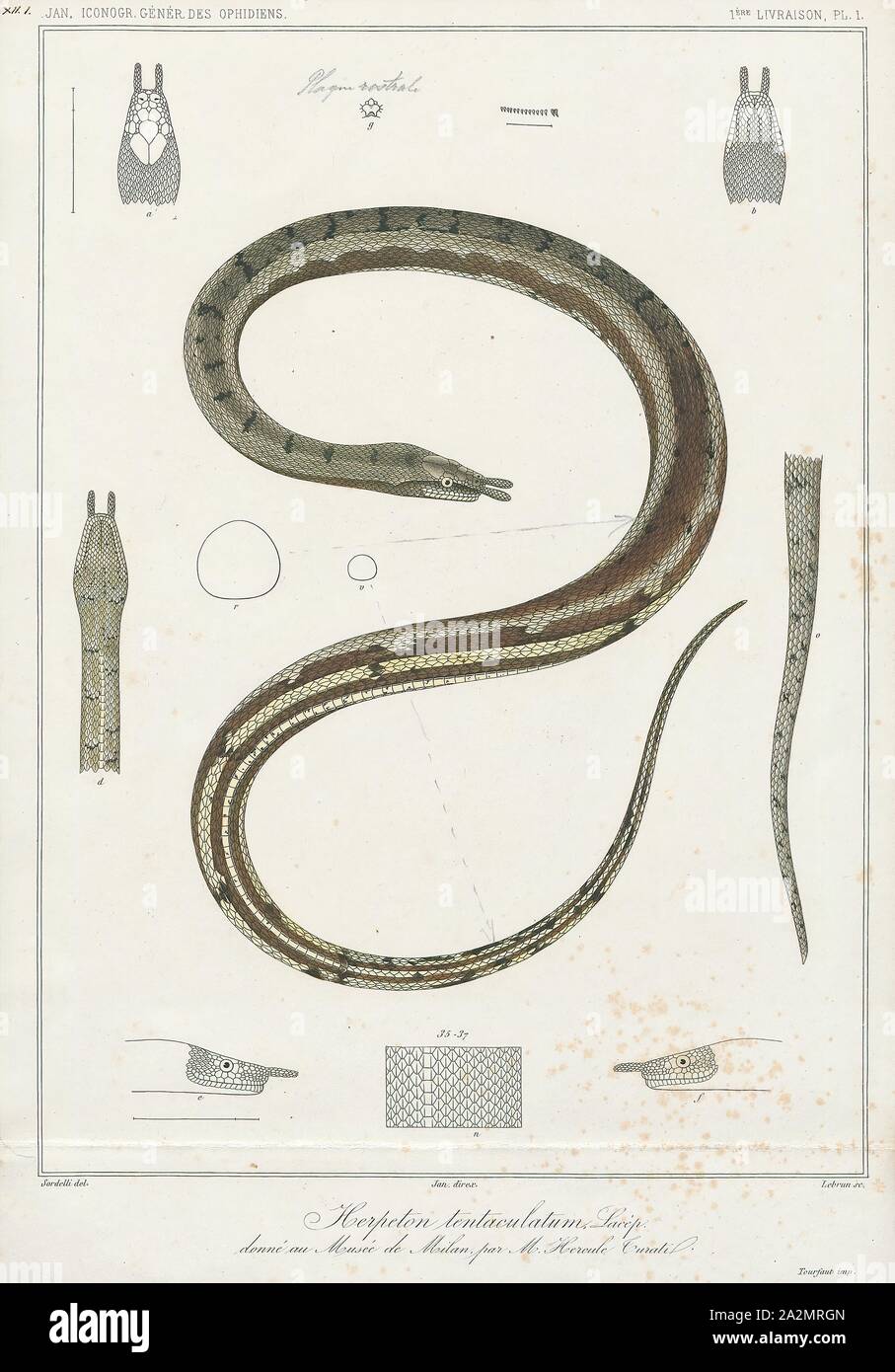 Herpeton hi-res stock photography and images - Alamy