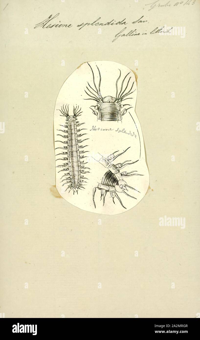 Splendida hi-res stock photography and images - Alamy