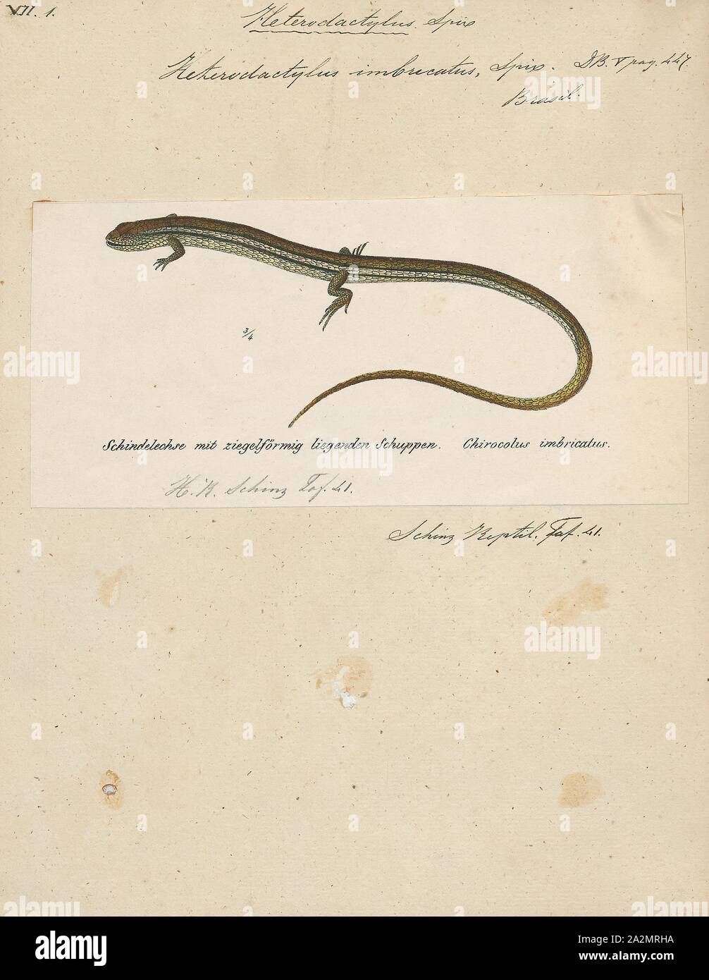 Family gymnophthalmidae hi-res stock photography and images - Alamy