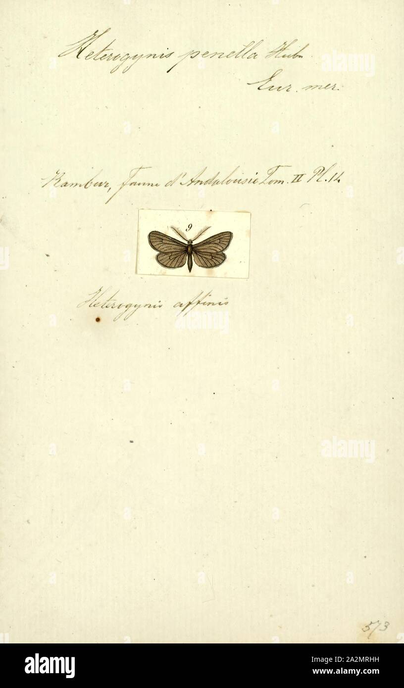 Heterogynis hi-res stock photography and images - Alamy