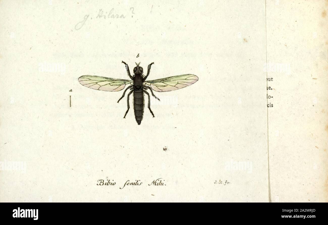 Family empididae hi-res stock photography and images - Alamy