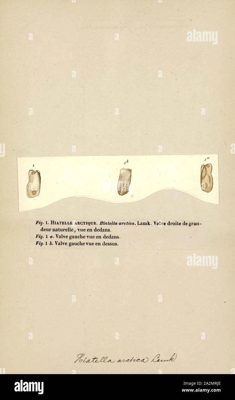 Hiatellidae hi-res stock photography and images - Alamy