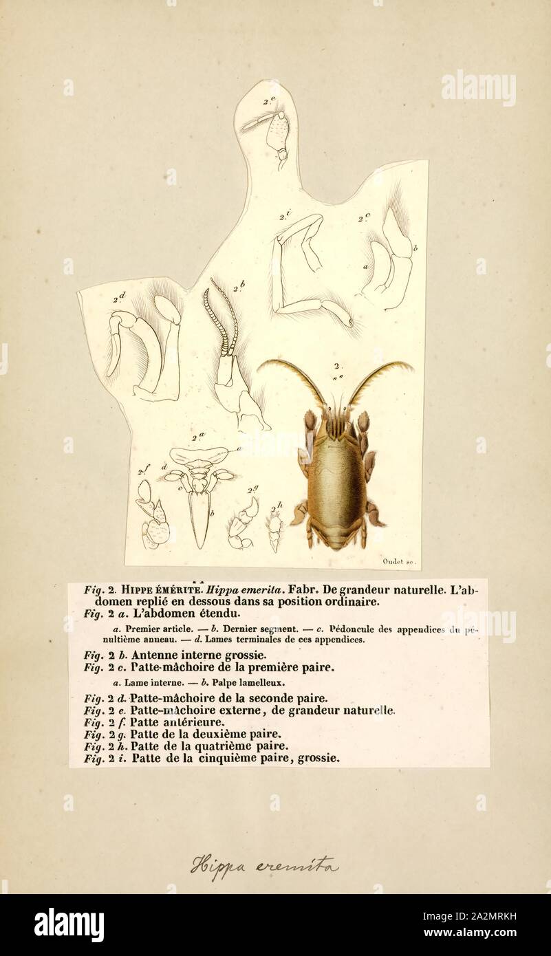 Hippa emerita hi-res stock photography and images - Alamy