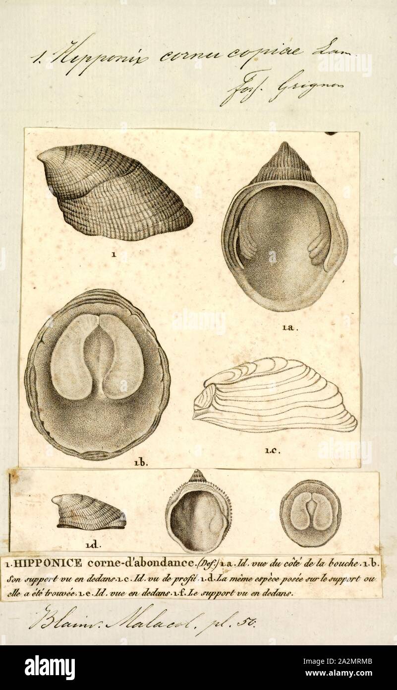 Hipponix cornucopiae, Print, Hipponix, common name hoof snails or hoof ...