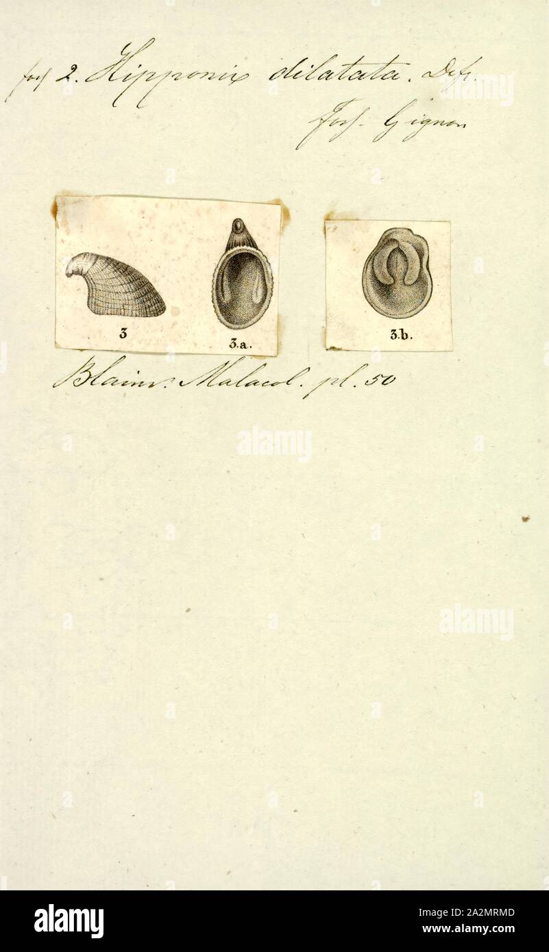 Hipponix dilatata hi-res stock photography and images - Alamy