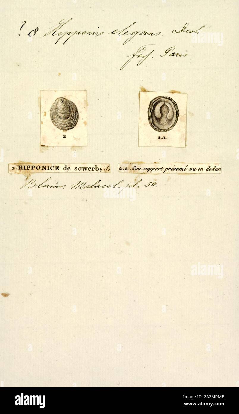 Hipponix elegans, Print, Hipponix, common name hoof snails or hoof ...