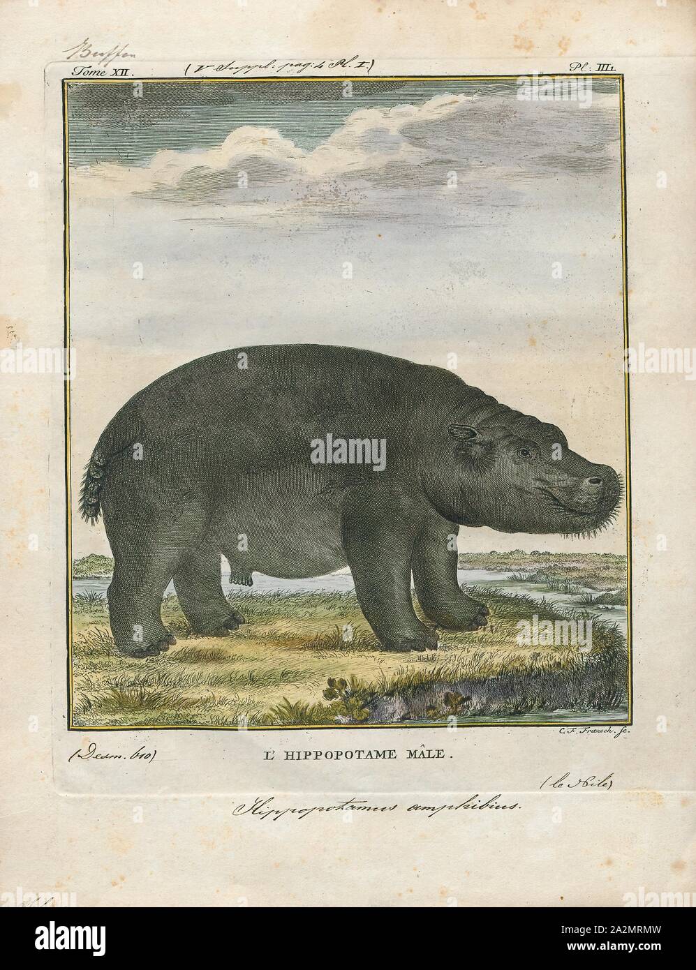 Hippopotamus amphibius, Print, The common hippopotamus, or hippo, is a ...