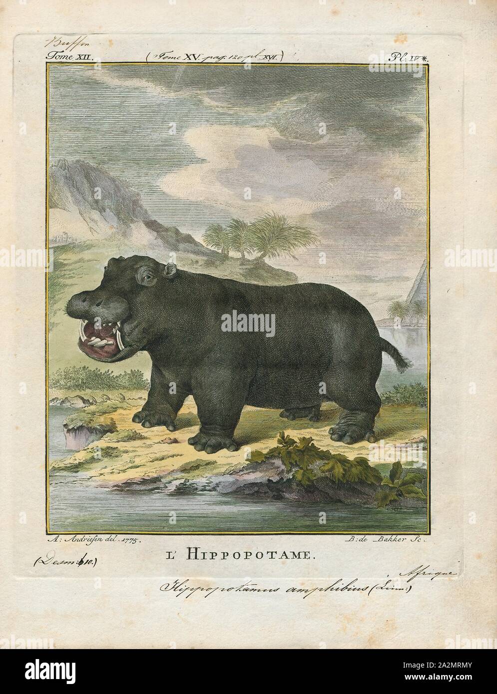 Hippopotamus amphibius, Print, The common hippopotamus, or hippo, is a ...