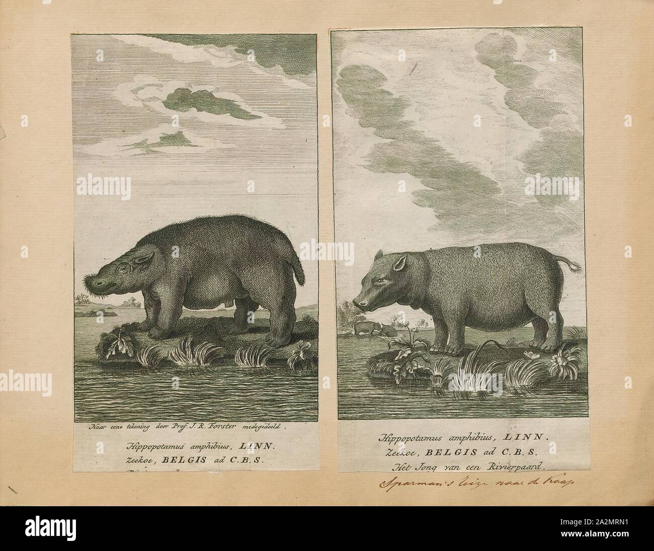 Hippopotamus amphibius, Print, The common hippopotamus, or hippo, is a ...